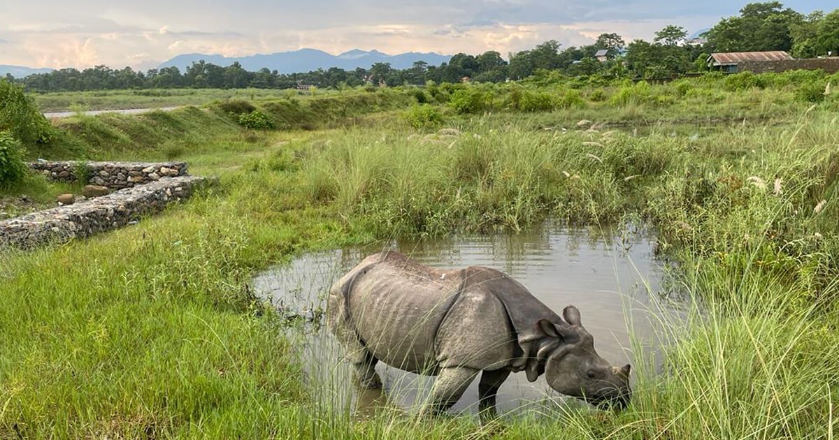 Jungle Safari in Nepal | Wildlife Tour in Nepal at Best Price